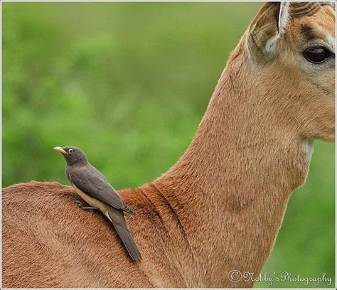 Juvenile Red Billed Oxpecker Red Bill Animals Red