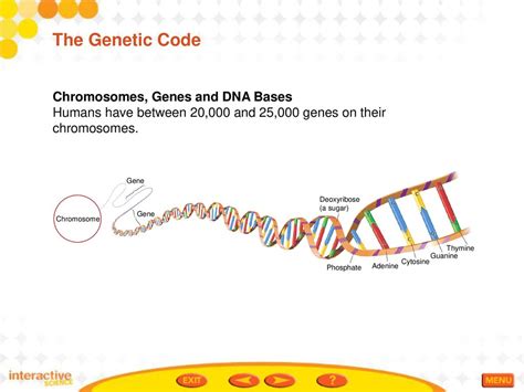 Dna The Code Of Life Table Of Contents The Genetic Code Ppt Download
