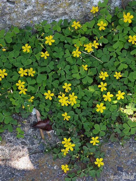 5月の街中に咲く野生植物名もなき雑草という名前の花はない 山と溪谷オンライン