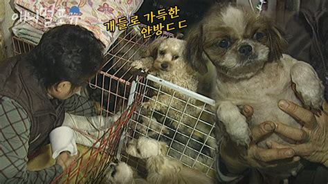 온 집안이 개로 뒤덮혀 있다 140마리 유기견을 가정집에서 돌보는 여자의 사연 KBS 주주클럽 031227 방송