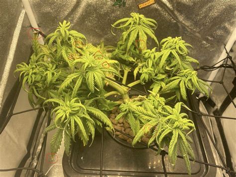 Leaf Sickness Grow Question By Magestro Growdiaries