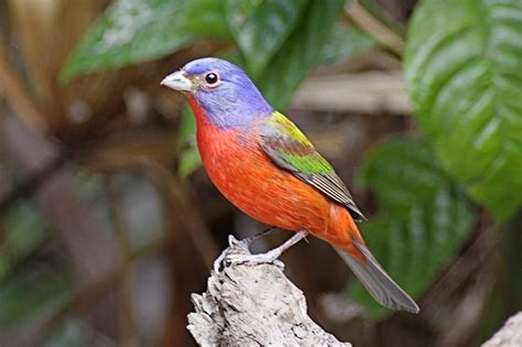 49 Birds With Orange Chests Bird Helpful