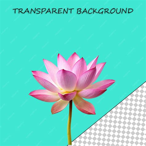 Pink Lotus Flower On Isolated Transparency Background Premium Ai