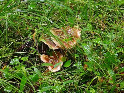 雨中のキノコ狩り 続山歩き渓歩き 楽天ブログ