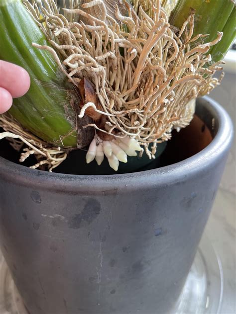 I Got This Grammatophyllum Scriptum Leopard Orchid About A Month Ago