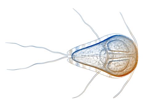 Intestinal Parasites Giardia Lstm