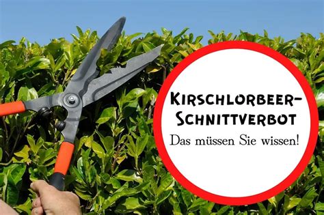 Pruning Cherry Laurel When Is It Forbidden Garden Plants 2025