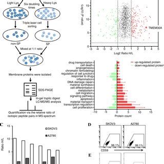 Screening Of Differentially Expressed Cellular Membrane Proteins