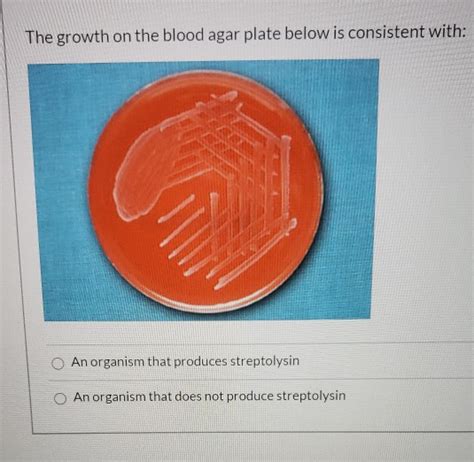 Solved 1 Select All That Apply A Ferments Mannitol B