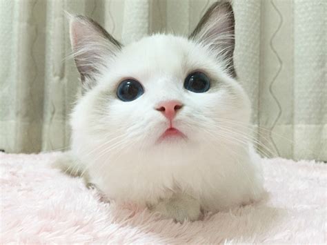 布偶猫 喵星人 萌