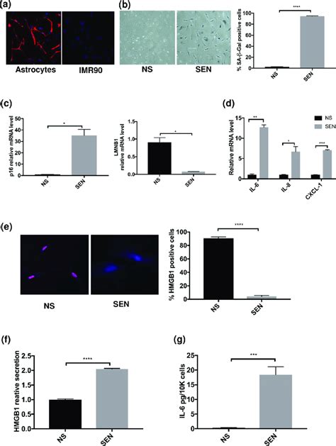Human Primary Astrocytes Undergo Senescence And Express A Sasp Upon