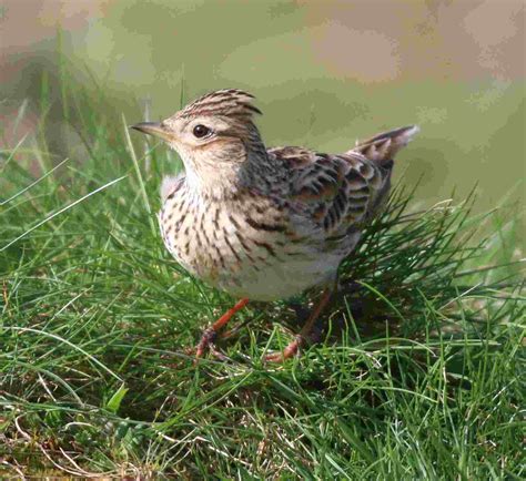 The Lark Descending BirdGuides