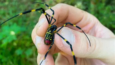 East Coast Faces To Invasion Of Giant Venomous Flying Spiders With 4 Inch Legs