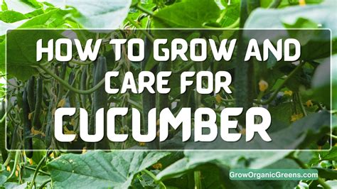 How To Grow And Care For Cucumber Plant Tips For Beginners