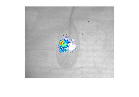 Overlaying Matlab Scaled Image To Grayscale Image For Selected Pixels Stack Overflow