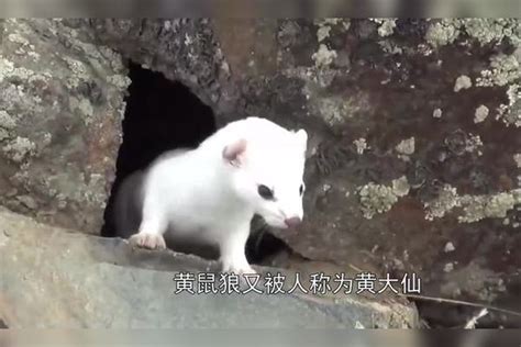 52 路边一坨东西在乱动，男子好奇走近一看，瞬间脸都“绿”了！男子瞬间东西