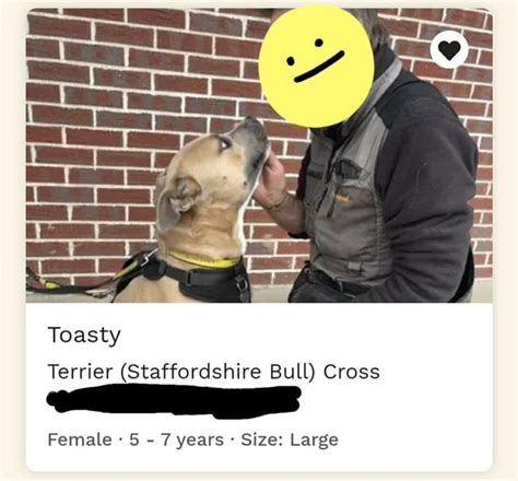 Crossbreeds Crossbreeds Everywhere R Banpitbulls