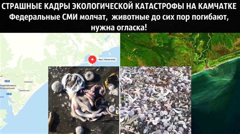 СТРАШНЫЕ КАДРЫ ЭКОЛОГИЧЕСКОЙ КАТАСТРОФЫ НА КАМЧАТКЕ федеральные