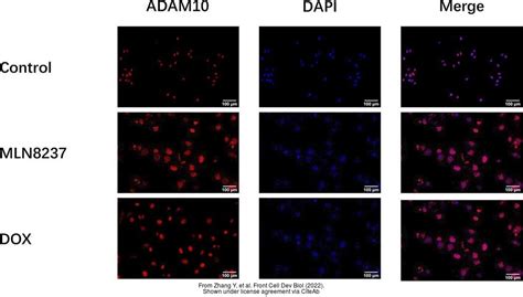 Anti Adam10 Antibody [n2c1] Internal Gtx104940 Genetex