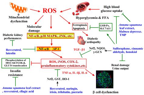 The Regulatory Effect Of Phytochemicals On Chronic Diseases By Targeting Nrf2 Are Signaling Pathway