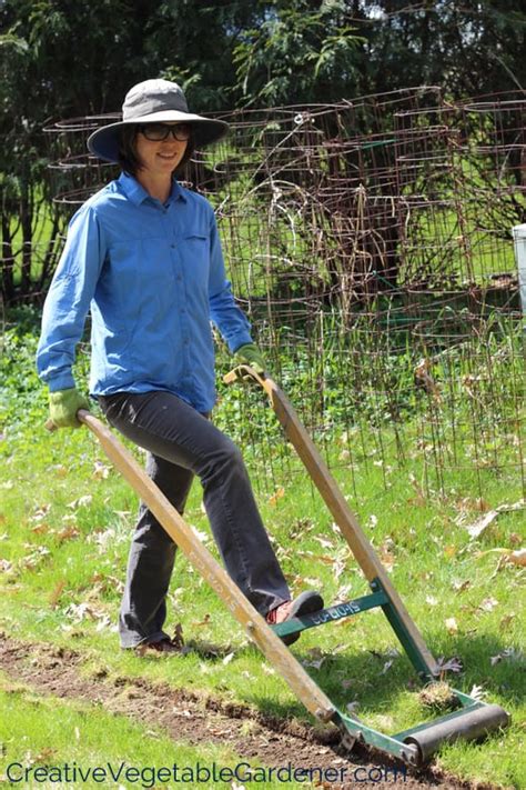 Creative Vegetable Gardener Plant Raspberry Canes For A Fruitful Summer Harvest Creative