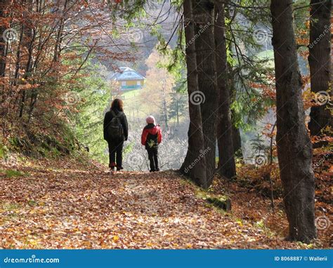Caminhada Na Floresta Imagem De Stock Imagem De Caminhada 8068887