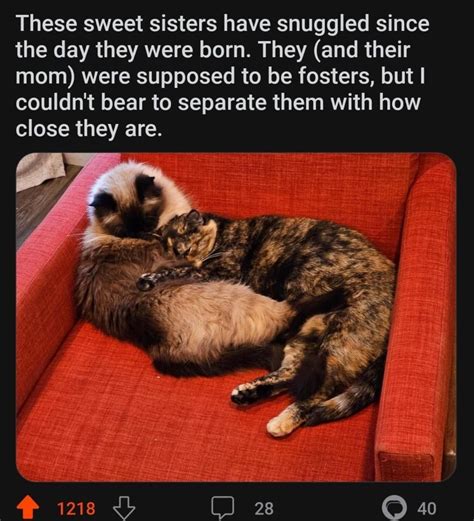 “my Assumption Means I Will Insult Your Intellect” Rredditmoment
