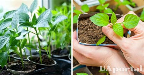 Як посадити насіння перцю на розсаду що робити щоб виростити гарну розсаду перцю поради
