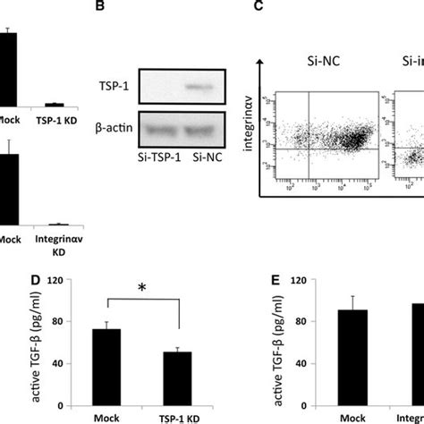 Tsp 1 Knockdown Kd By Sirna Transfection Impairs The Activation Of