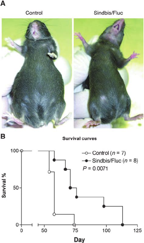 Sindbis Vector Treatments Suppress Disease Progression Of C57bl6 Mice