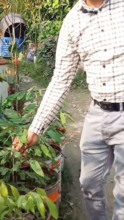 লংগান গাছের চারা কিনতে কল করুন 🍒🍒🍒 ☎️8801717807336 Bestplants
