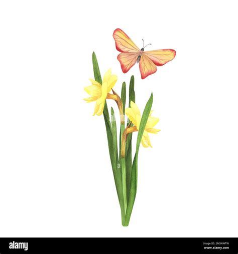 Daffodil Flower With Flying Red Butterfly Isolated On White Background