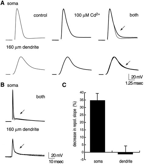 Repolarization Action Potential
