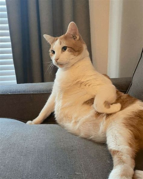 40 Pics Of Malfunctioning Cats That Made People Wonder Whats Wrong