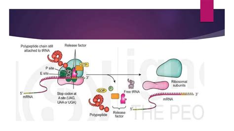 Translation In Prokaryotes Like Bacteria E Coli Ppt Free Download