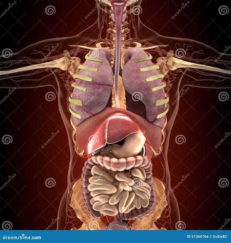 Anatomy Of Human Organs In X Ray View Stock Illustration Illustration