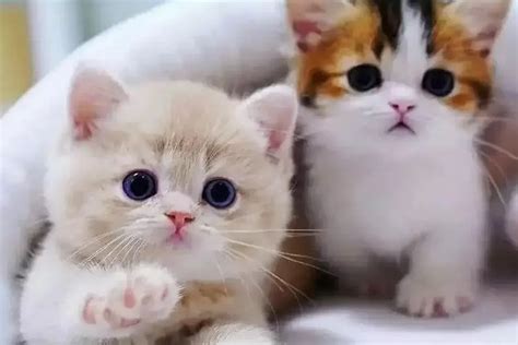 Jenis Kucing Peliharaan Yang Wajib Kamu Ketahui Apa Favoritmu Urban Jabar