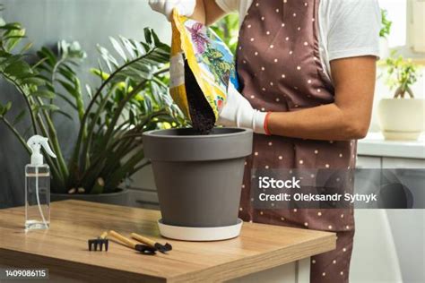 꽃을 이식하기 위해 새로운 냄비에 신선한 토양을 붓는 젊은 여성 흰 장갑을 끼고 앞치마를 착용하고 가정 식물을 돌보는 정원사 실내용 화초에 대한 스톡 사진 및 기타 이미지