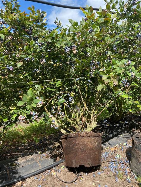 Yourblendforlife Legro Blueberries Legro 16 Comments