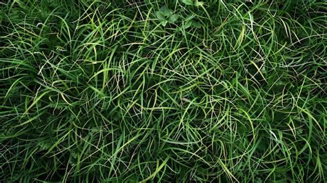 Grass Texture For Decoration Wall Mural Green Grass For Interior Design Premium Ai Generated Image