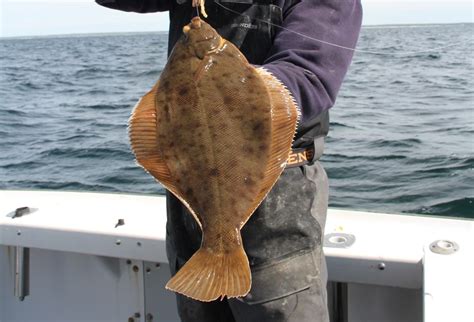 Quick Strike Podcast The Lost Art Of Winter Flounder Fishing Outdoor