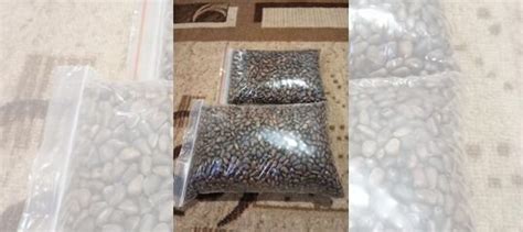 Кедровый орех в скорлупе купить в Челябинске Товары для дома и дачи