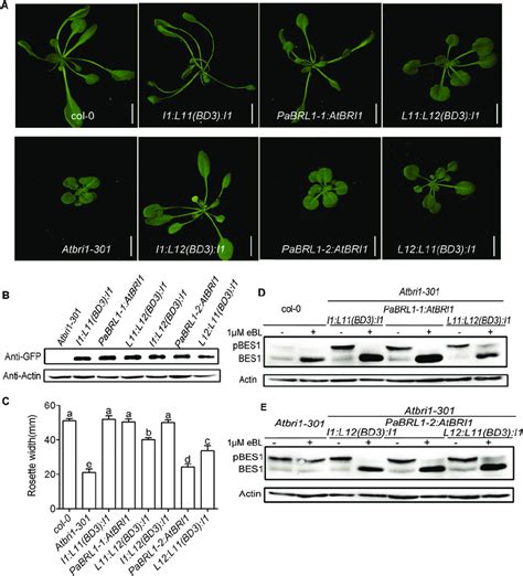 The Brassinosteroid Binding Domain Of PaBRL1 Especially PaBRL1 2