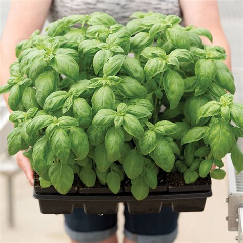 Prospera® Dmr Ps5 Organic F1 Basil Seeds Bethrat Alhayat بذرة الحياة
