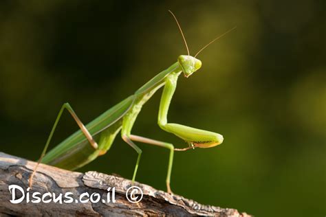 גמל שלמה מתפלל תמונות