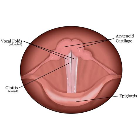 Learn To Love Your Folds Anatomy Of Your Voice Pt 1 — Blog