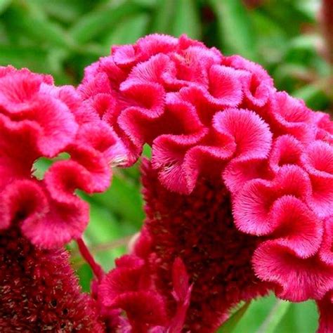 Cockscomb 50 Seeds Celosia Argentea Var Cristata Etsy
