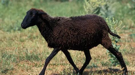 Breeds Of Sheep With Black Faces 10 Black Faced Sheep