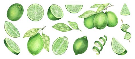 신선하고 육즙이 많은 석회 절반의 전체 라임 조각의 수채화 그림 세트 칵테일과 레모네이드를위한 감귤류 성분 열대 과일 채식 음식 0명에 대한 스톡 벡터 아트 및 기타 이미지