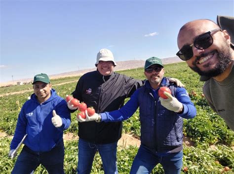 Daniel Puglisi On Linkedin Tomato Tomatobush Basfvegetableseeds Nunhems Breeding Tomato